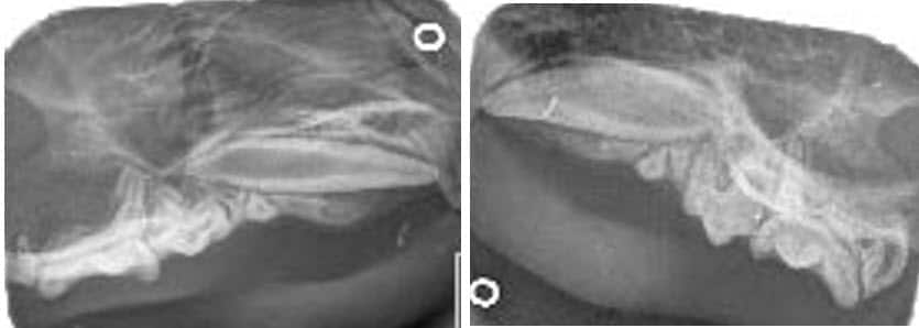 PgCert Small Animal Dentistry Q3 CPD Solutions Course Information