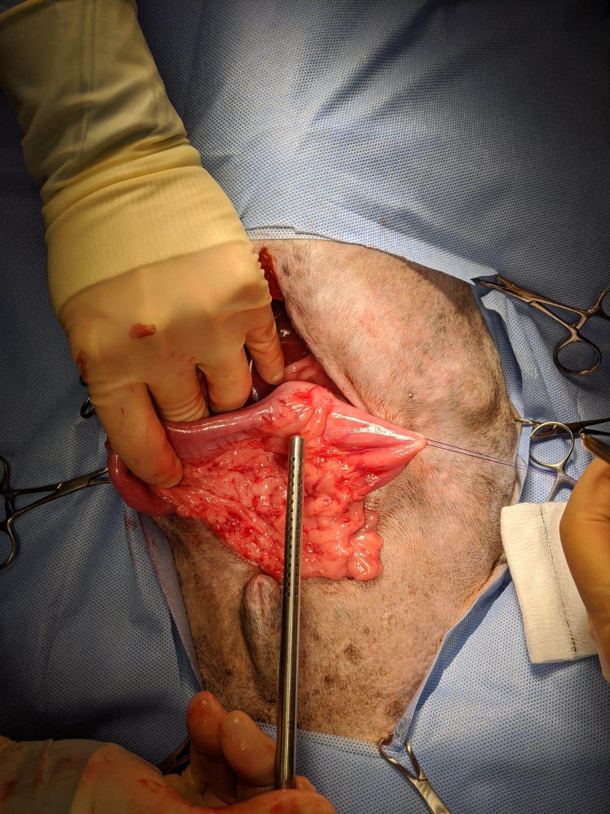 Abdominal Surgery Q1 CPD Solutions Course Information