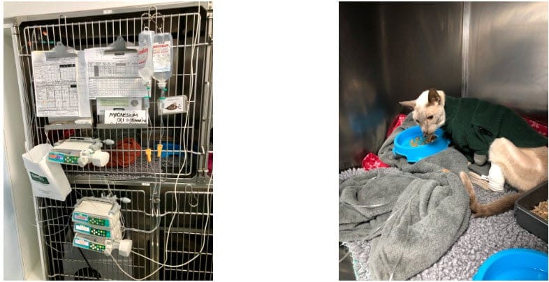 Complex Medicine For APs (A25) Q4 CPD Solutions Course Information