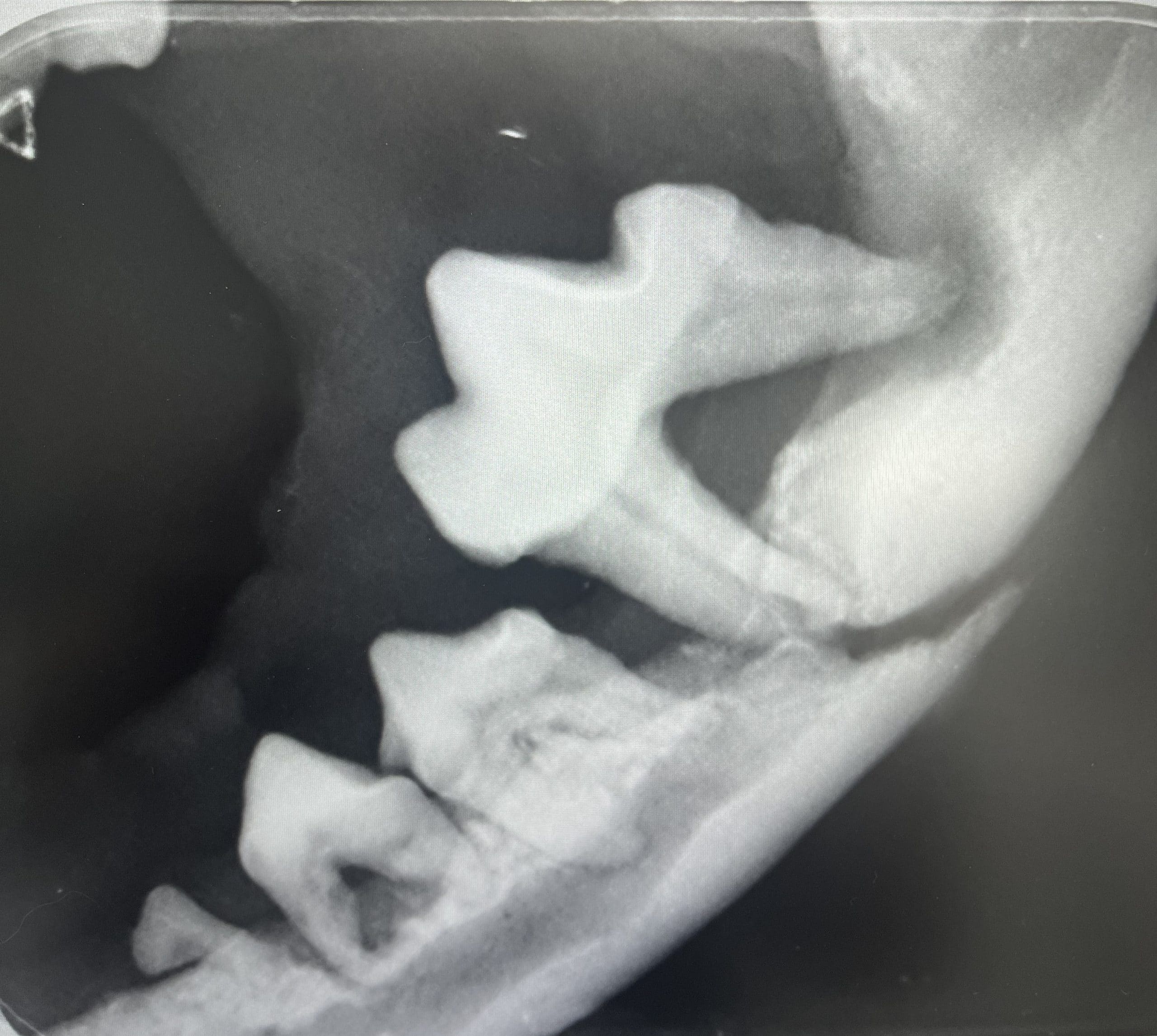 Jaw Fractures 2024 – Q1 - CPD Solutions Course Information