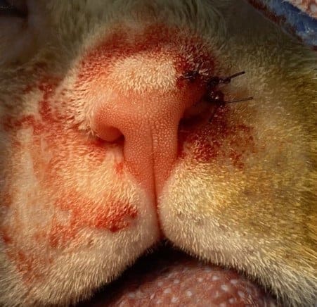 Q9 Small Animal ENT 2025 CPD Solutions Course Information