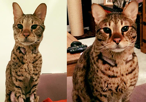 Complex Medicine For APs (A25) CPD Solutions Course Information