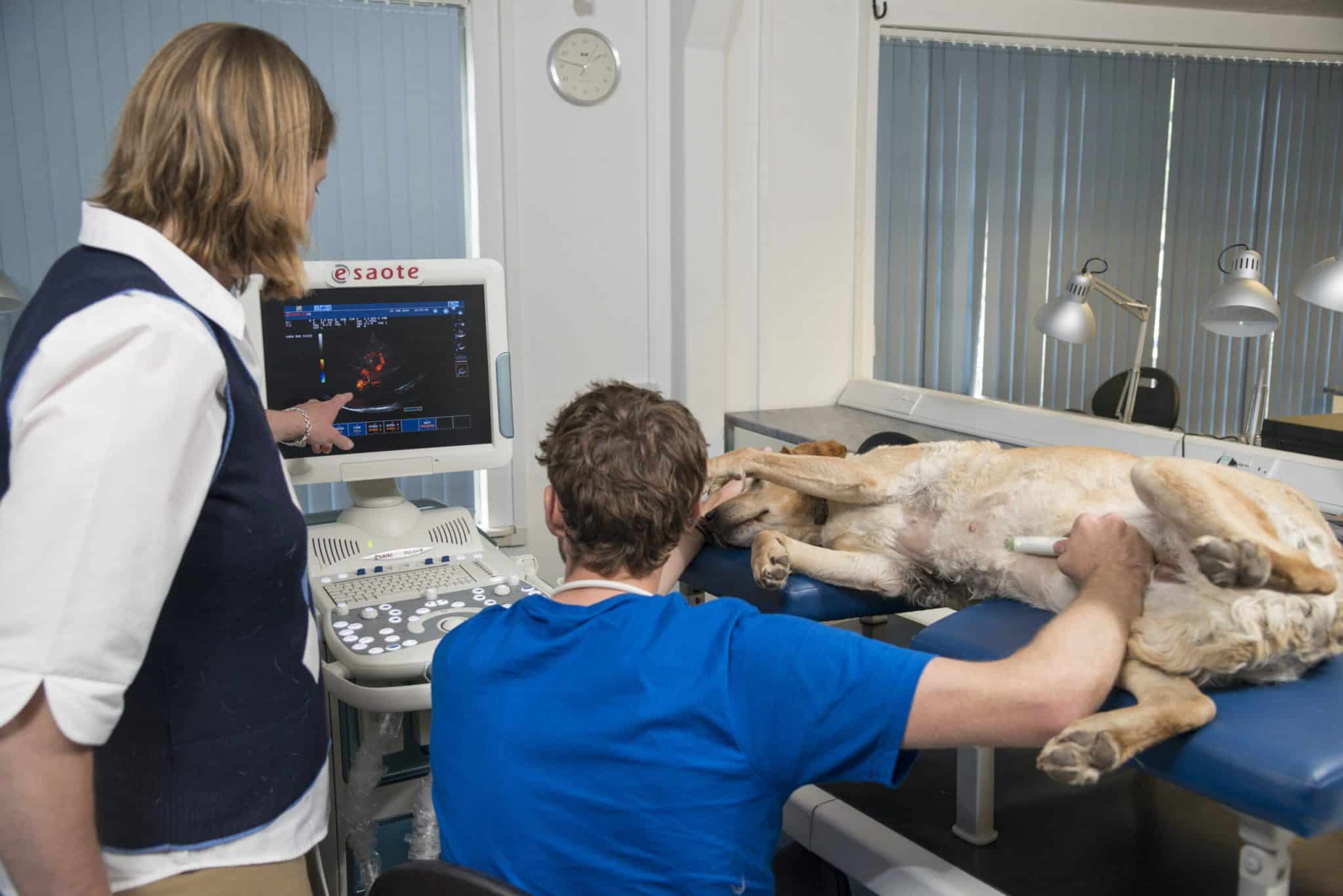 Small Animal Ultrasound Courses | Veterinary CPD | CPD Solutions
