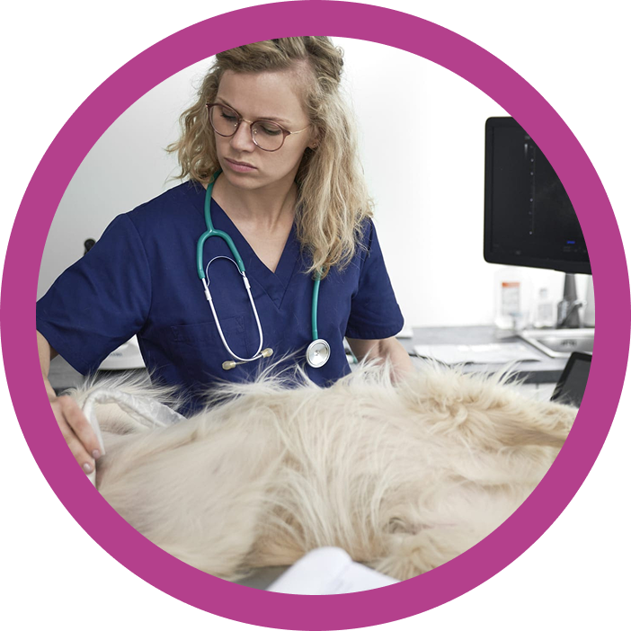 Small Animal Abdominal Ultrasound CPD Courses | CPD Solutions